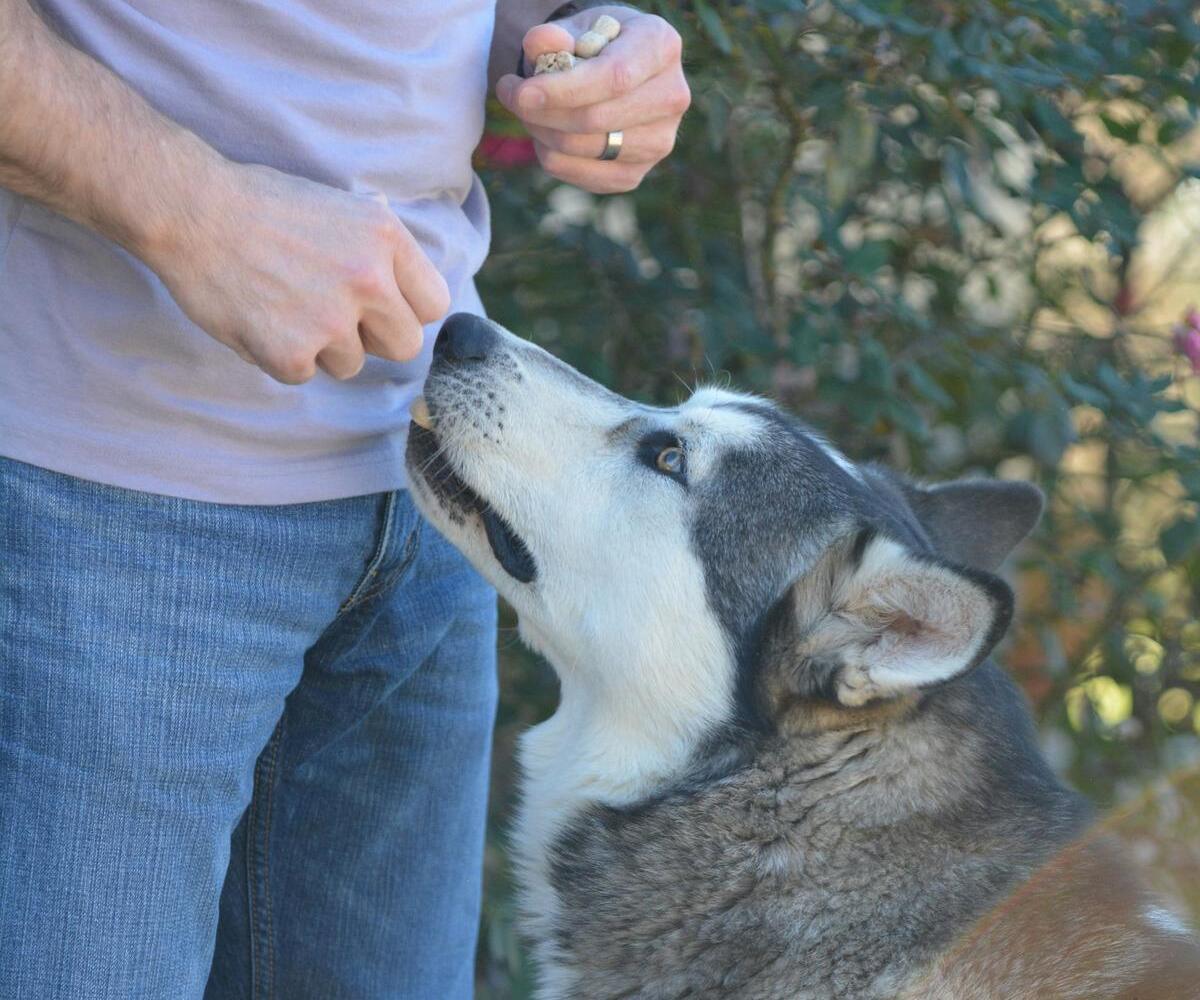 Best Dog Training Videos for Beginners (2025 Guide)